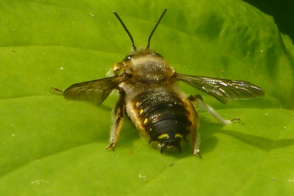 Wool Carder Bee – back in the Botanics for a fifth season – Botanics ...