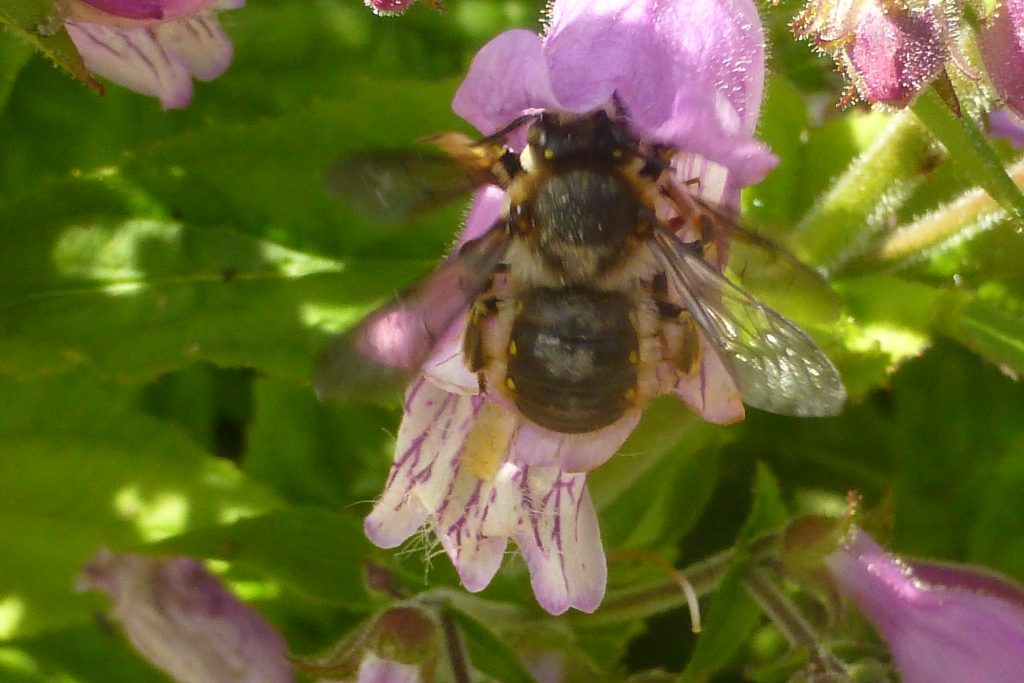 Wool Carder Bee – back in the Botanics for a fifth season – Botanics ...