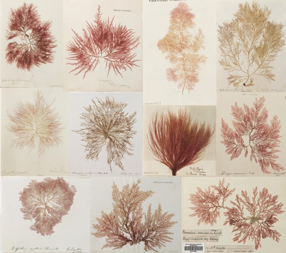 British Algae online – Botanics Stories