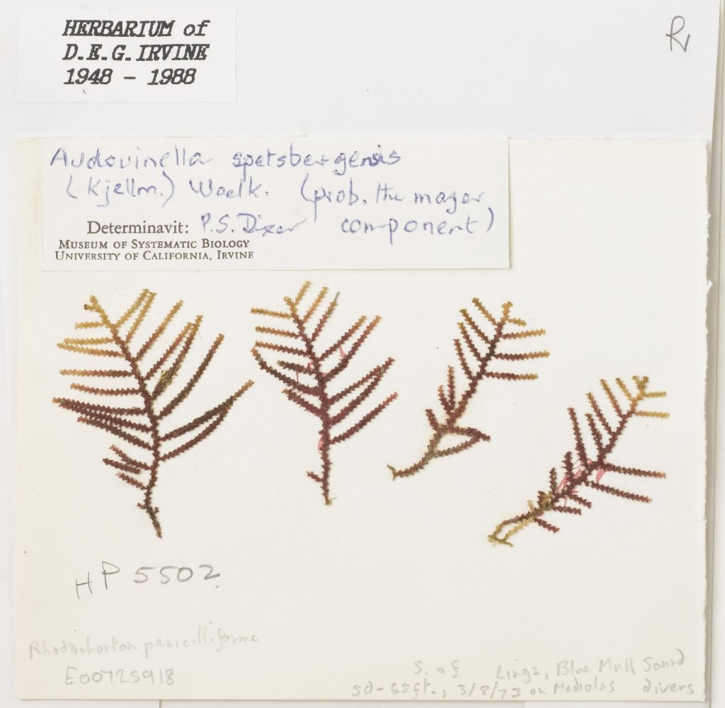 British Algae online – Botanics Stories