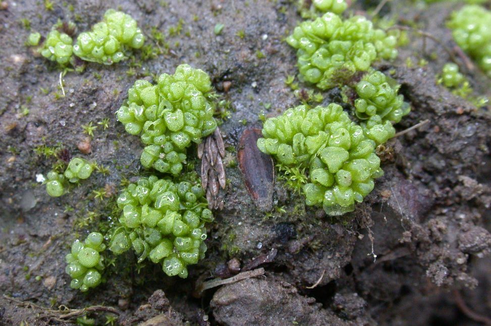 On Monocarpus – Botanics Stories