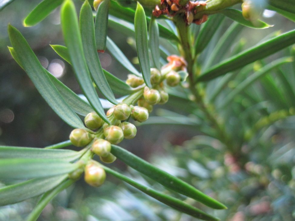 Oldest yew tree switches sex – Botanics Stories