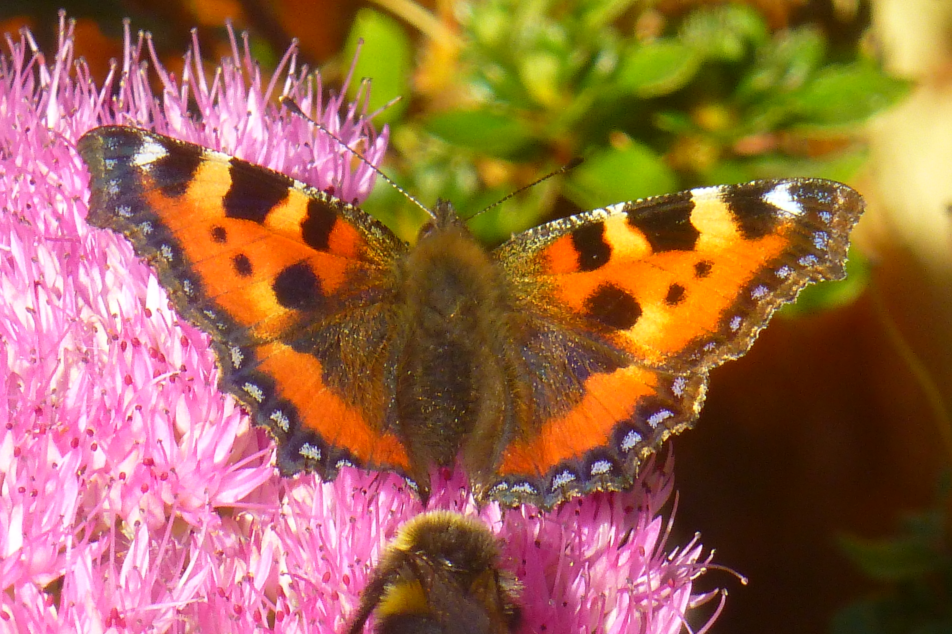 October 2015 Garden Wildlife Report Botanics Stories October 2015 Garden Wildlife Report Botanics Stories