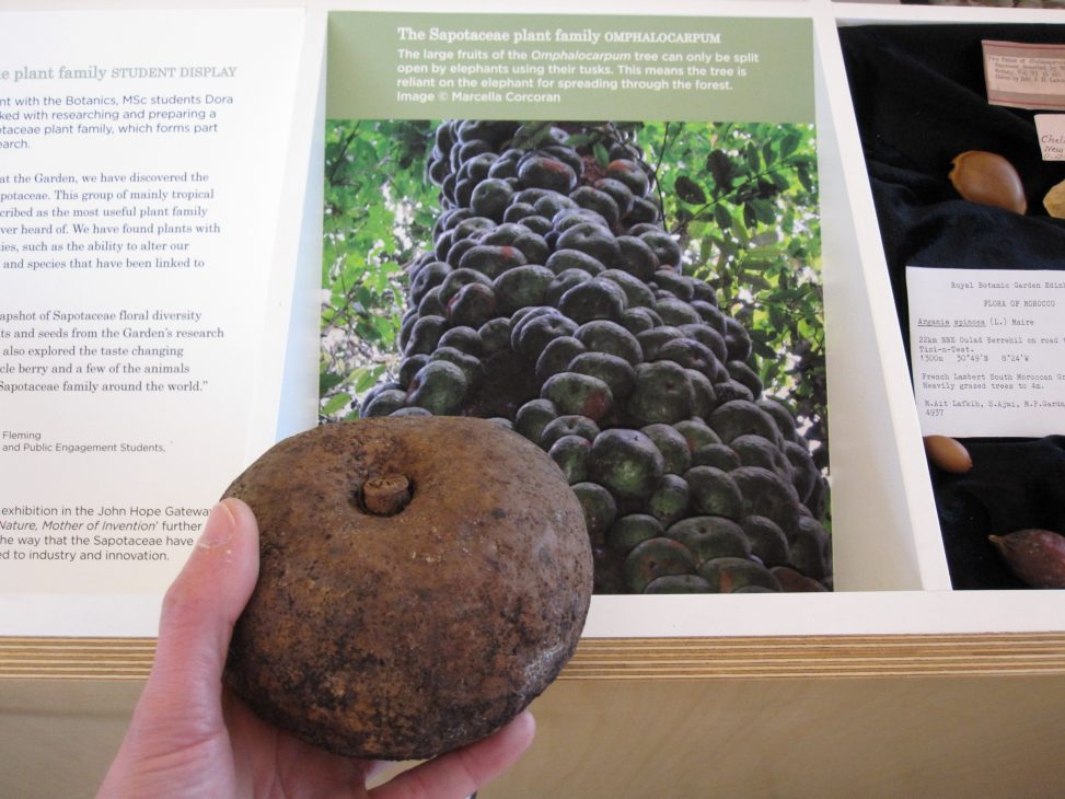 The dodo tree and other stories – Botanics Stories