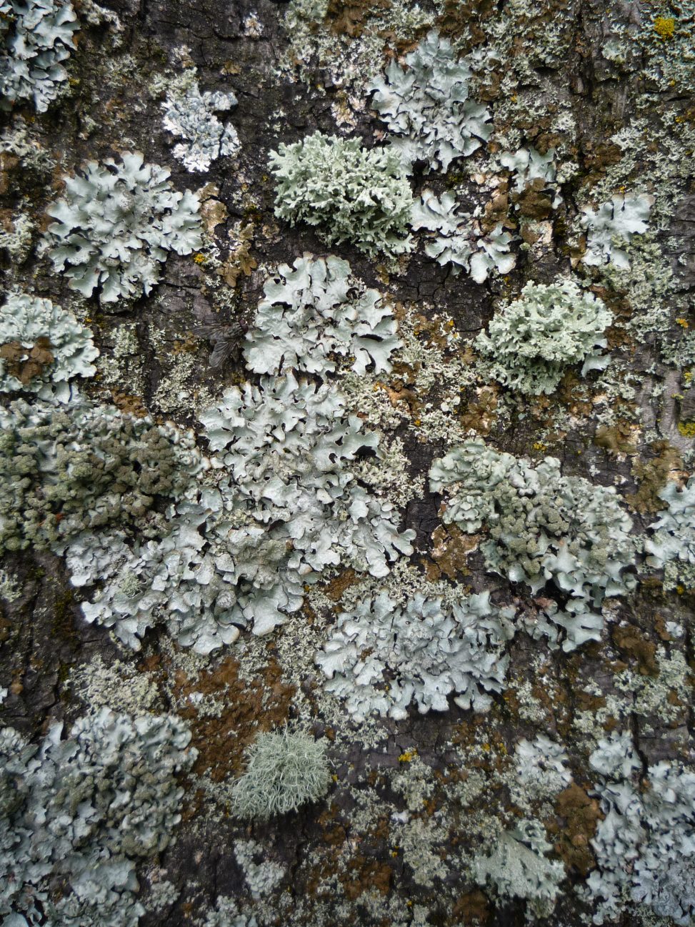 Lichens & Air Pollution – Botanics Stories