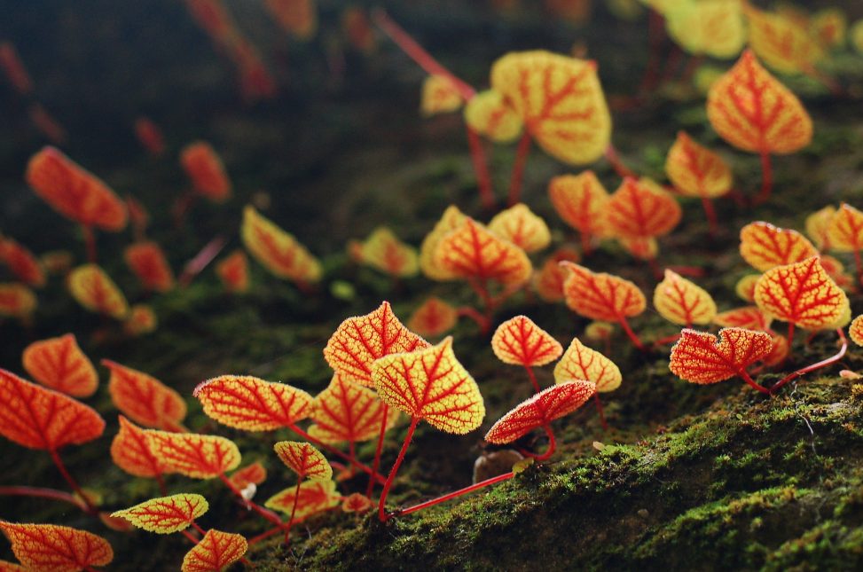 Thailand – Flora and Craft – Botanics Stories