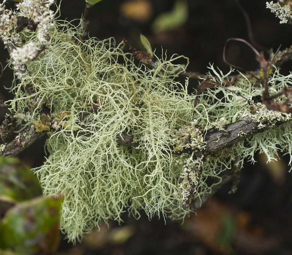 The Wee World of Lichens Trail: 3 Azalea Lawn – Botanics Stories