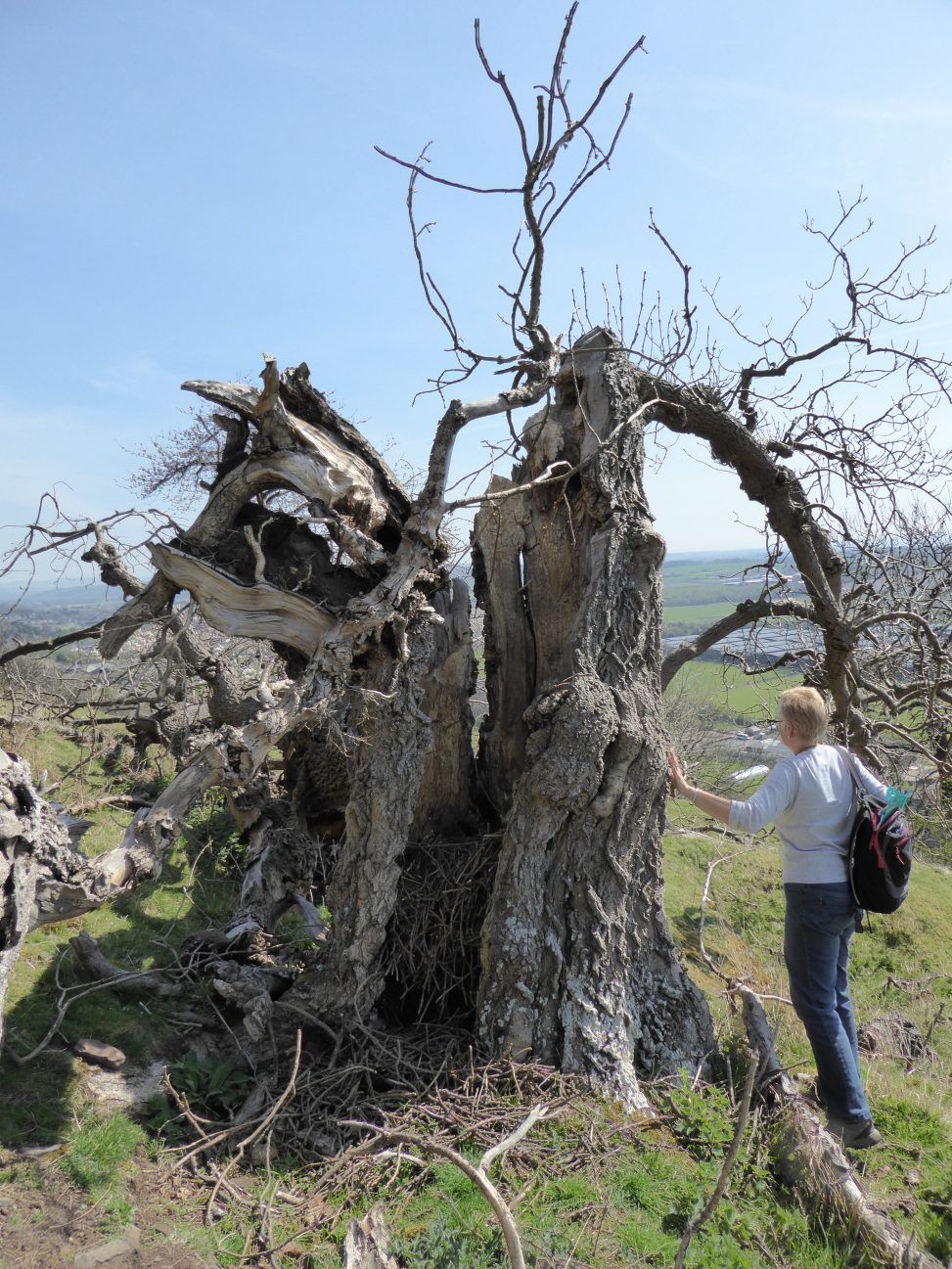 Ancient and Veteran Ash Trees in Scotland – Botanics Stories