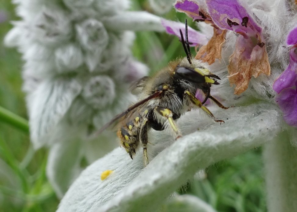 A most distinctive bee – Botanics Stories