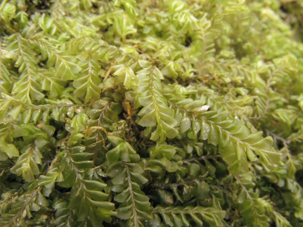 Student projects at RBGE: Barcoding British Liverworts: Plagiochila ...