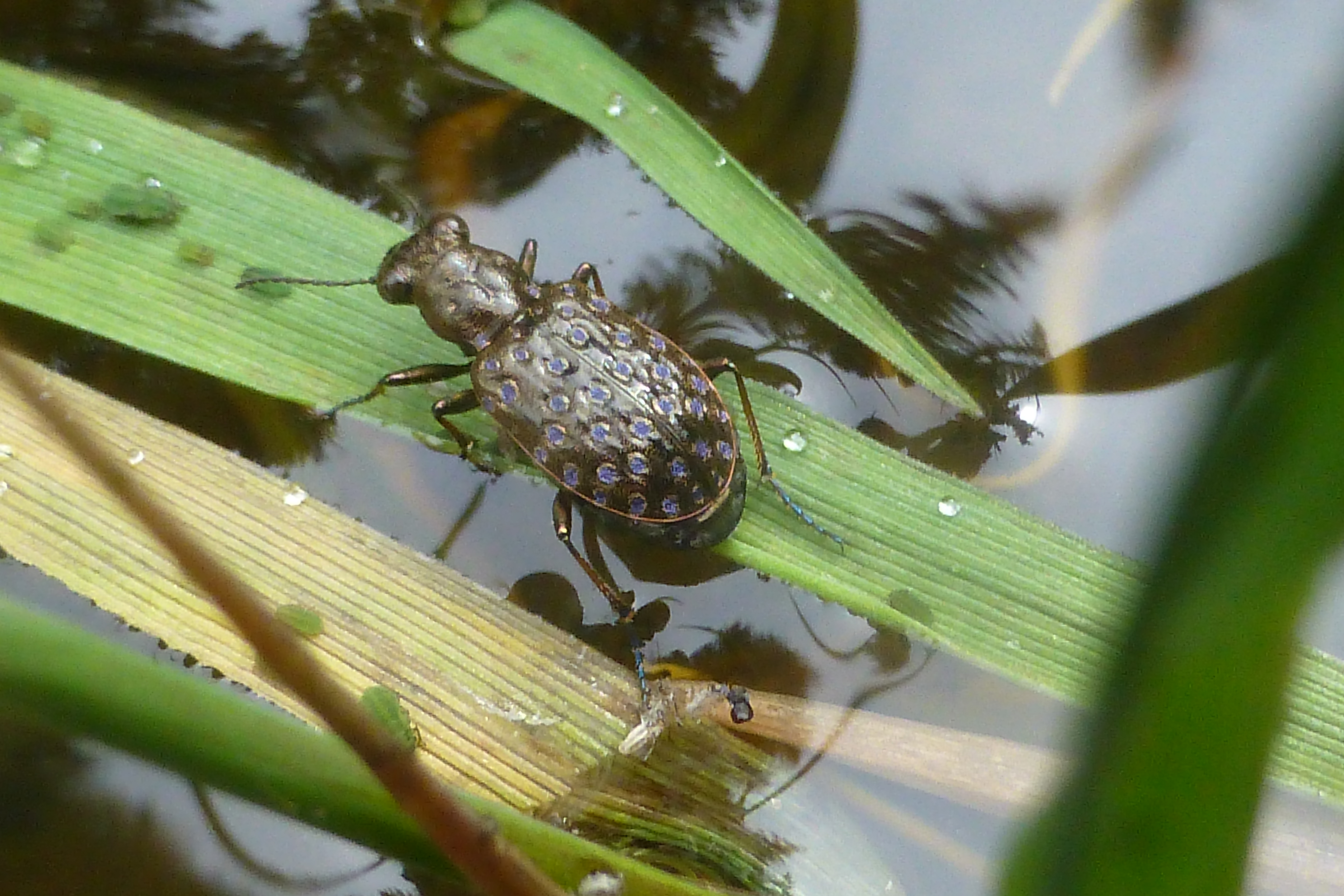 July 2016 Garden Wildlife Report Botanics Stories July 2016 Garden Wildlife Report Botanics Stories