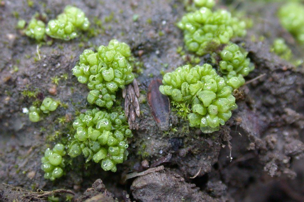 Sphaerocarpos, preview to a monograph – Botanics Stories