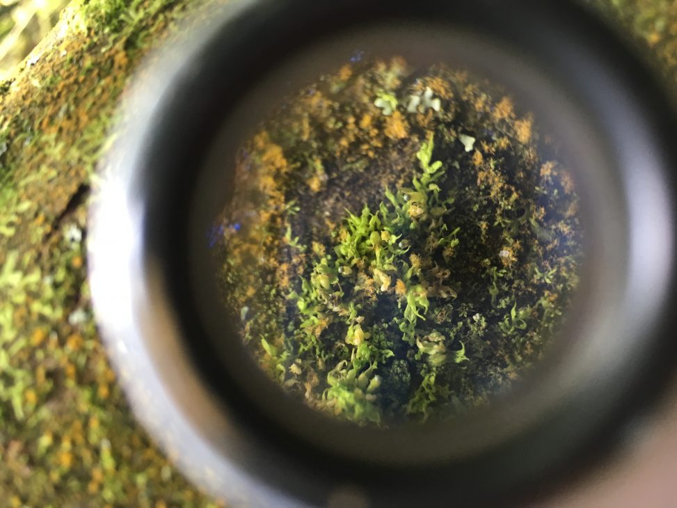 This tiny “animal-swallowing” liverwort is spreading rampantly through ...