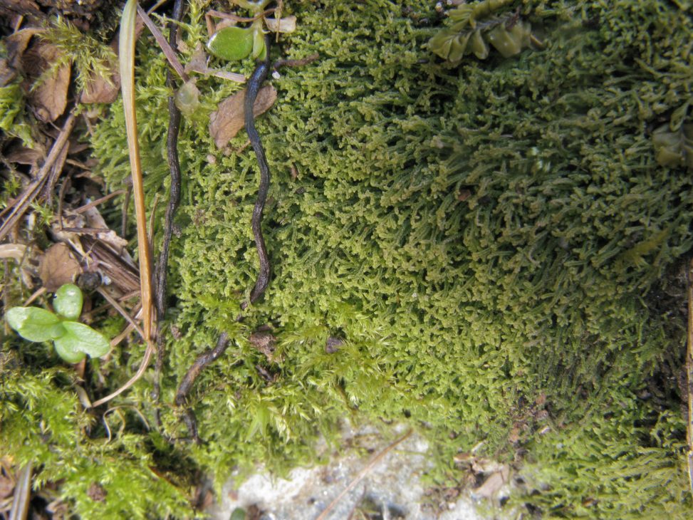 Telaranea murphyae: The non-native endemic that wasn’t – Botanics Stories