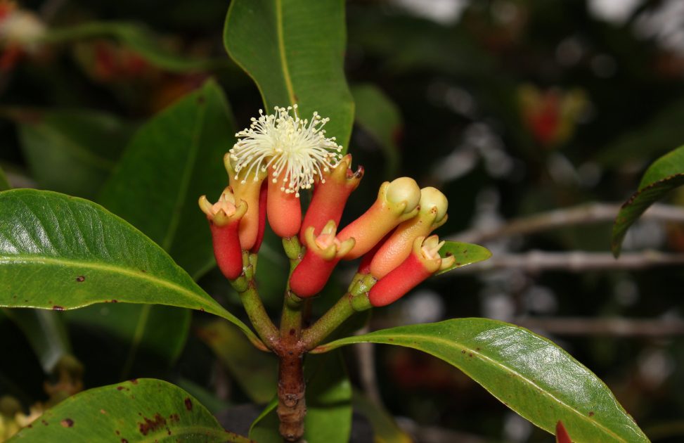 Update: North Sulawesi Fieldwork, continued… – Botanics Stories