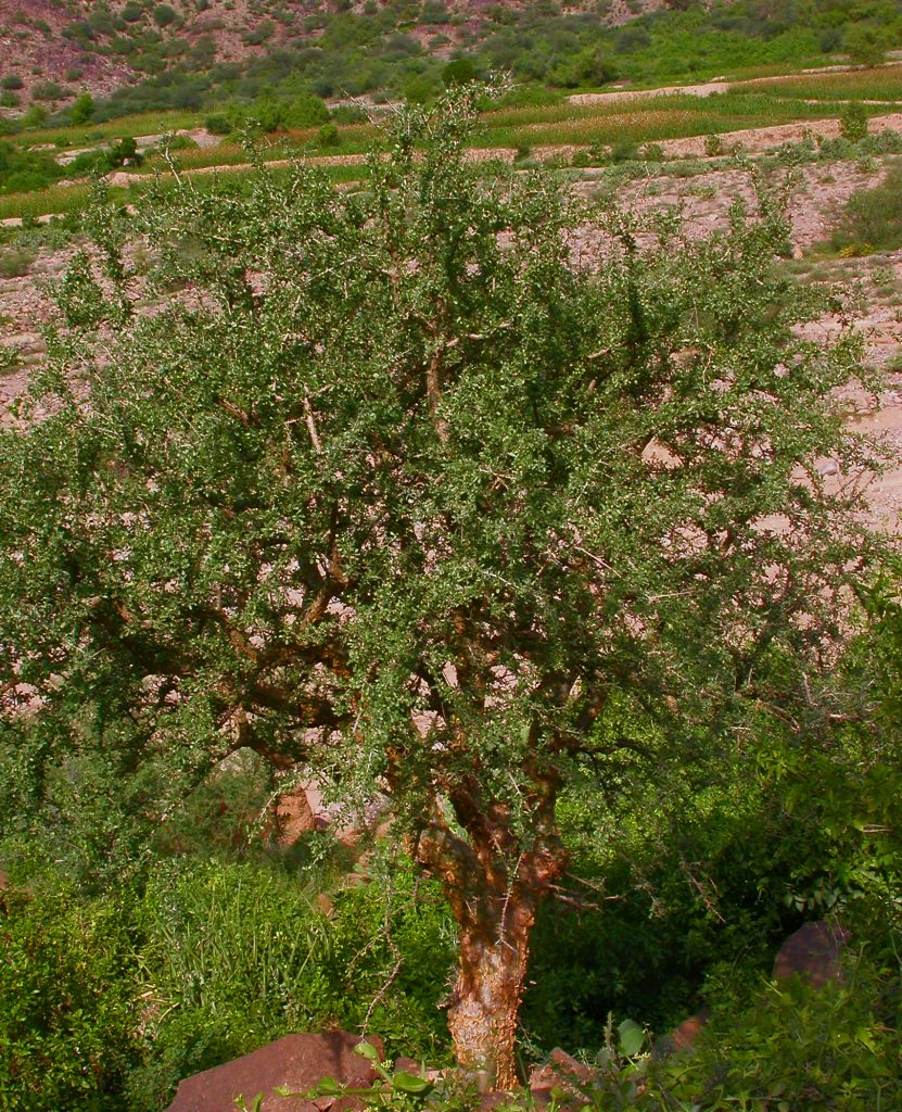 Botanical gold: frankincense and myrrh – Botanics Stories