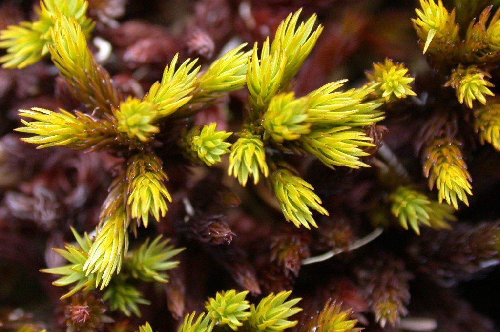 Two newly-found moss specimens from Darwin’s Beagle Voyage – Botanics ...