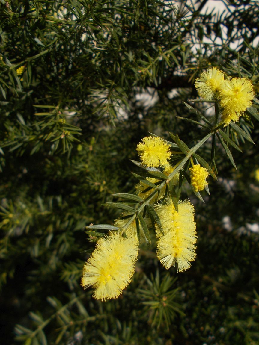 Weekly Highlights – Botanics Stories
