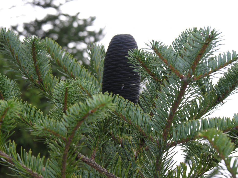 Abies spectabilis – Botanics Stories