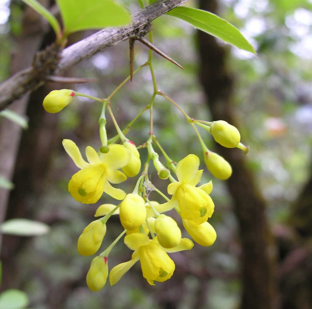 Berberis aristata – Botanics Stories