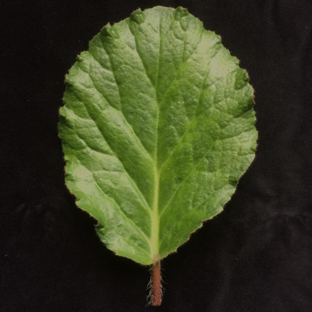 Bergenia ciliata – Botanics Stories