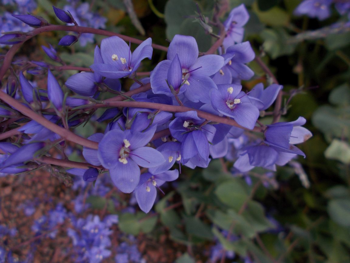 Subshrub – Botanics Stories