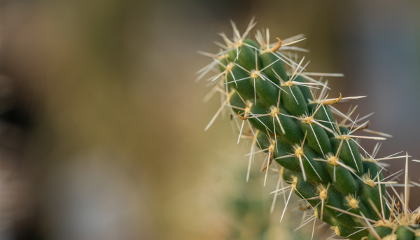 Free Course: How Plants Fight Back! – Botanics Stories
