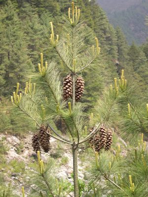 Pinus wallichiana – Botanics Stories