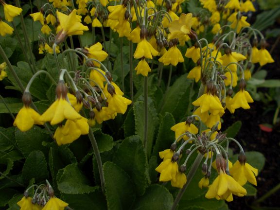 A floriferous stand of Primula – Botanics Stories