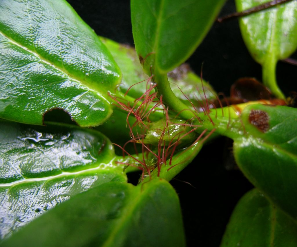 Rhododendron barbatum – Botanics Stories