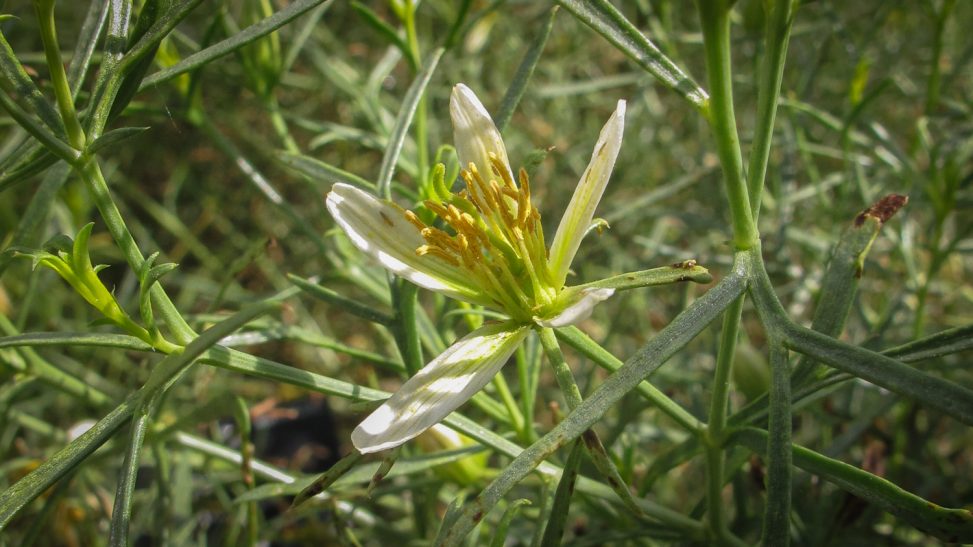 Peganum harmala – Botanics Stories