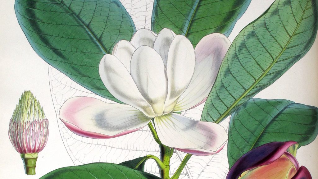 Magnolia hodgsonii – Botanics Stories