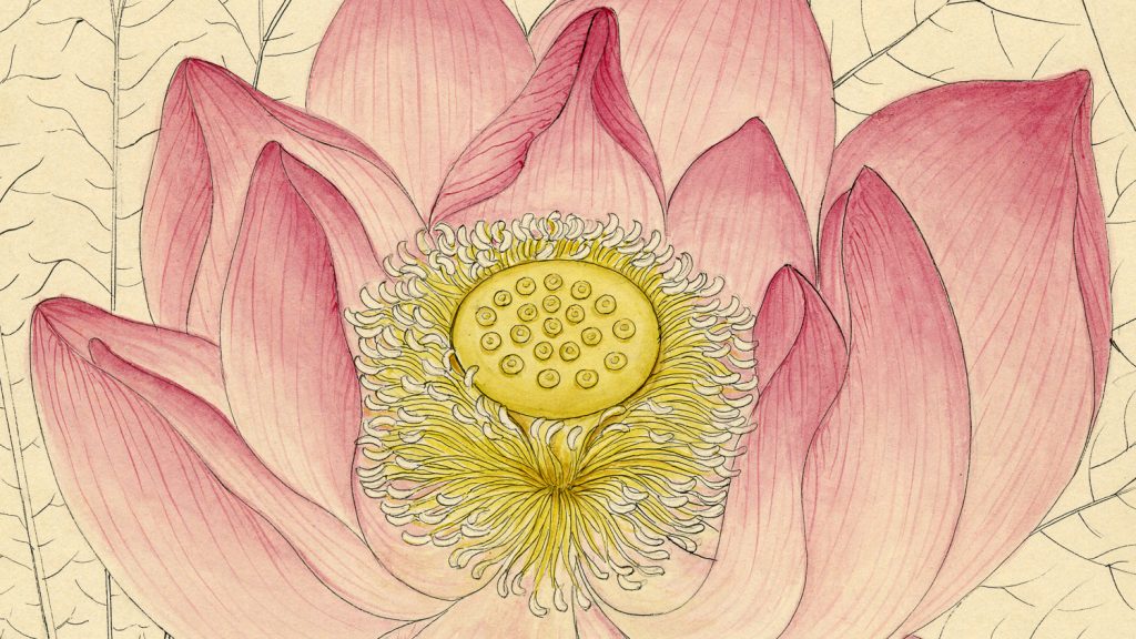 Nelumbo nucifera – Botanics Stories