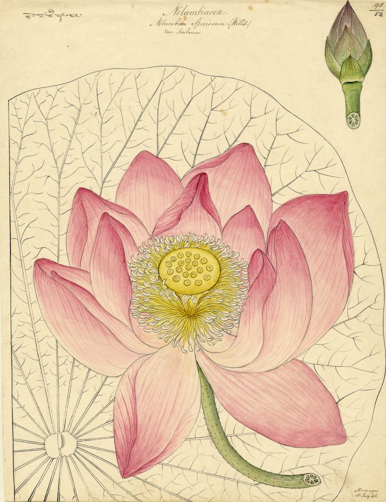 Nelumbo nucifera – Botanics Stories