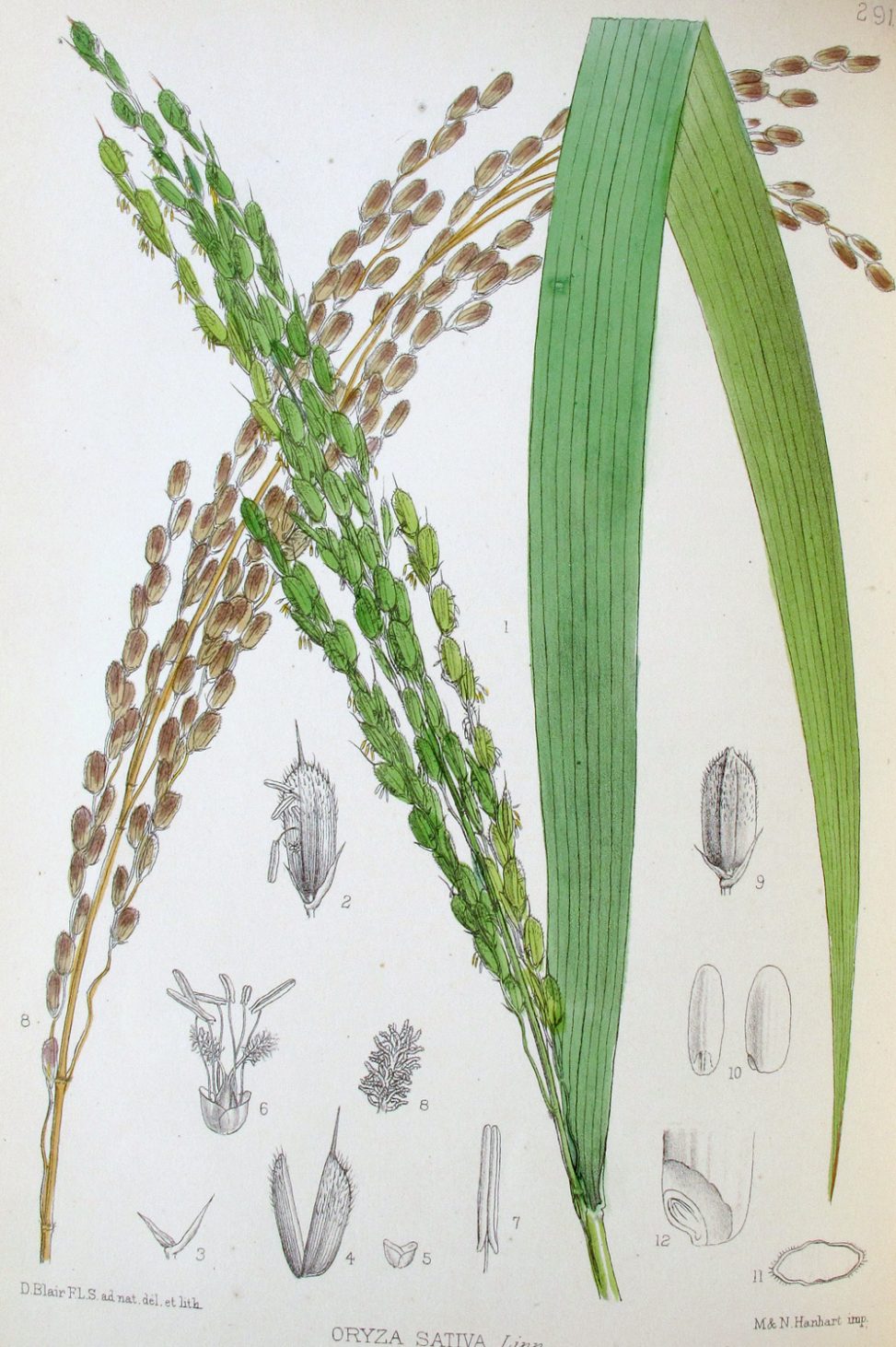 Oryza sativa – Botanics Stories