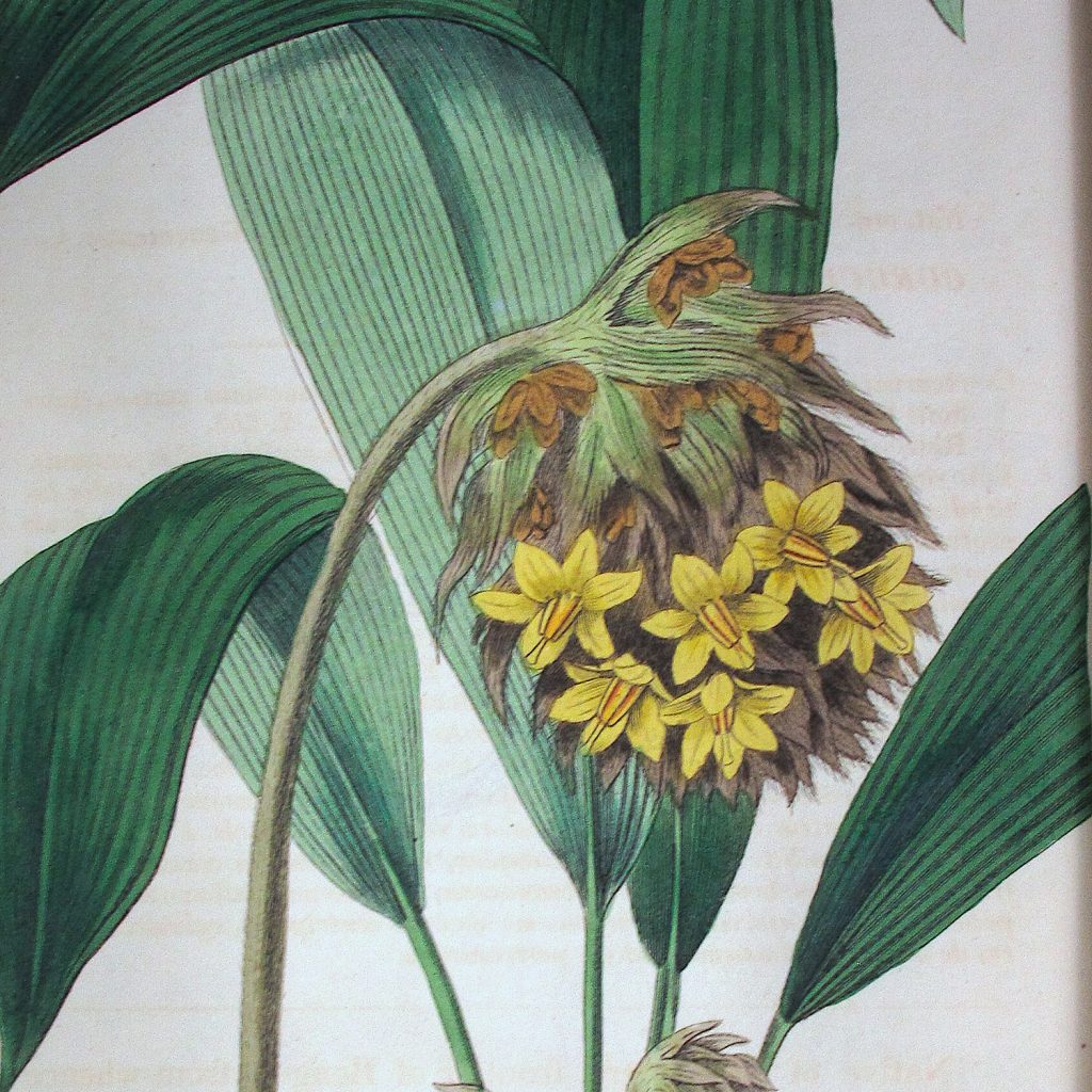 Molineria capitulata – Botanics Stories