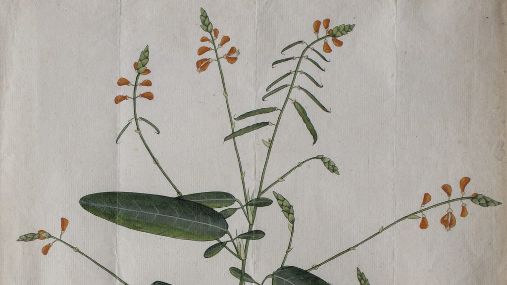 Codariocalyx motorius – Botanics Stories