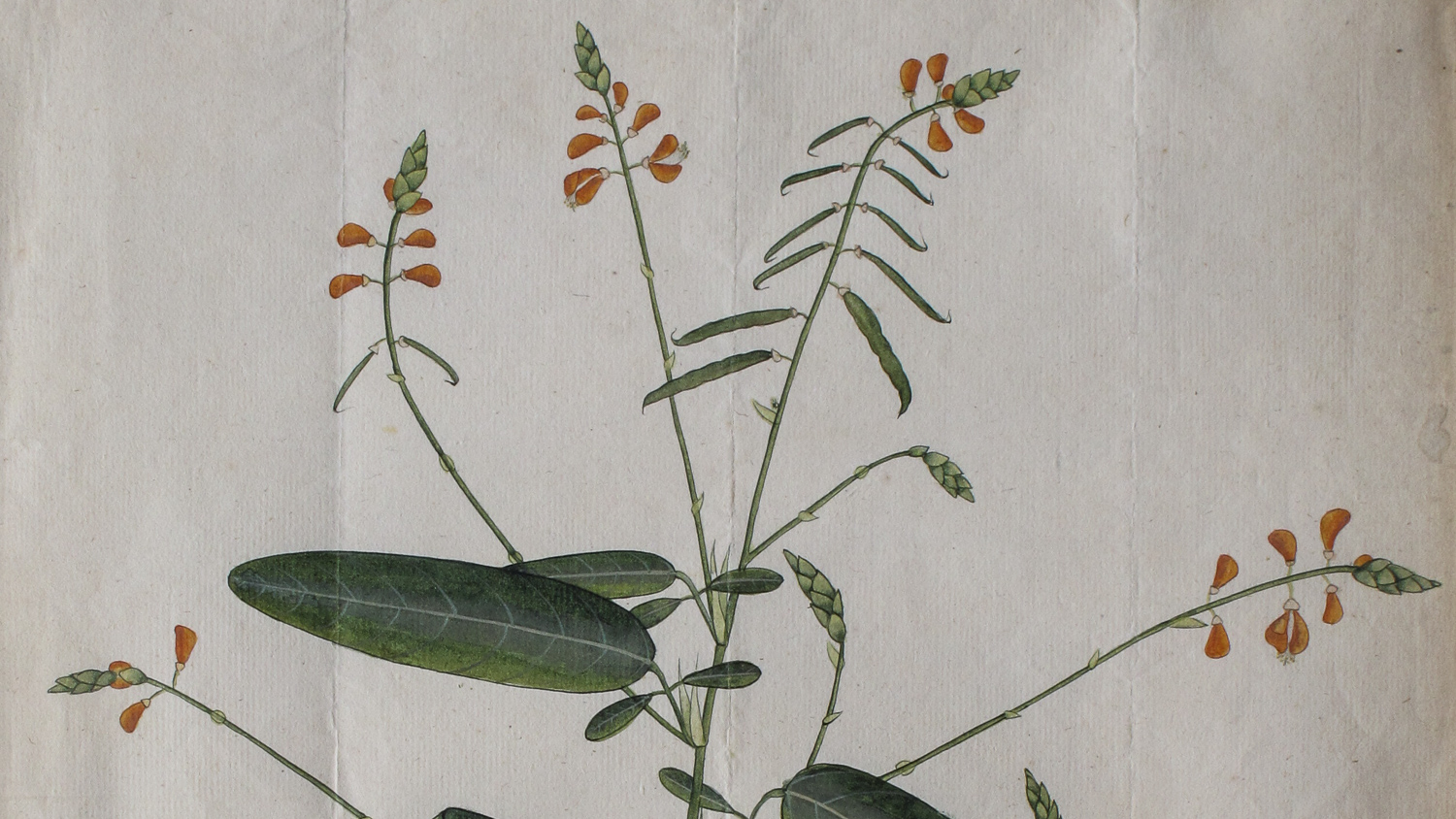 Codariocalyx motorius – Botanics Stories