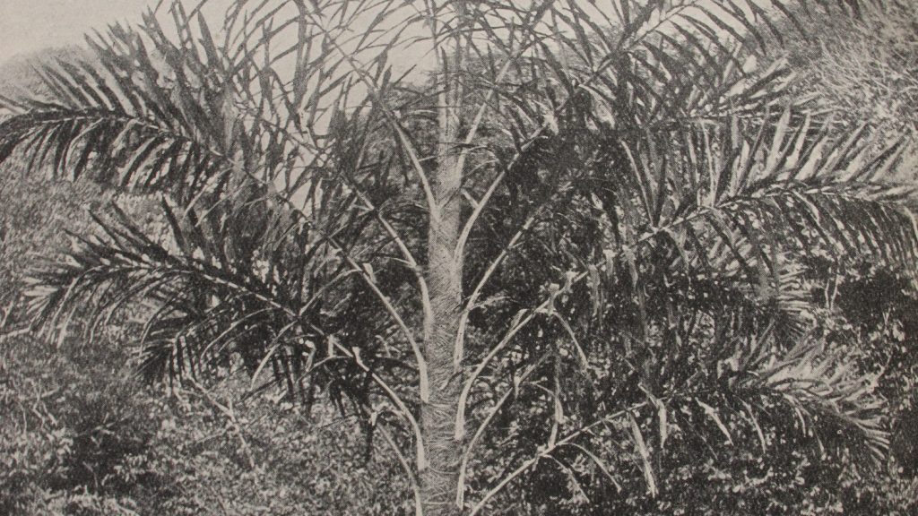 Wallichia disticha – Botanics Stories