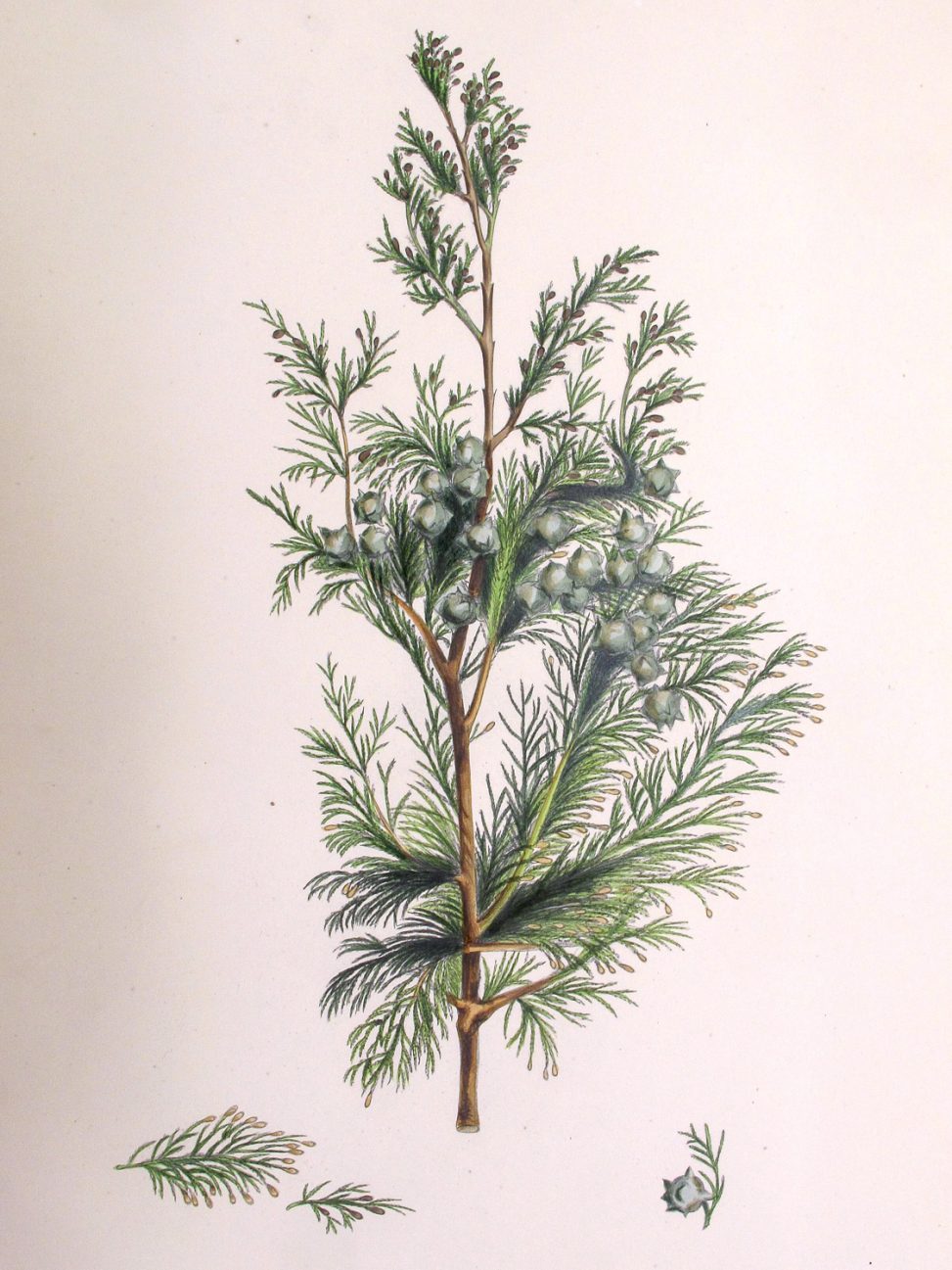 Cupressus torulosa – Botanics Stories