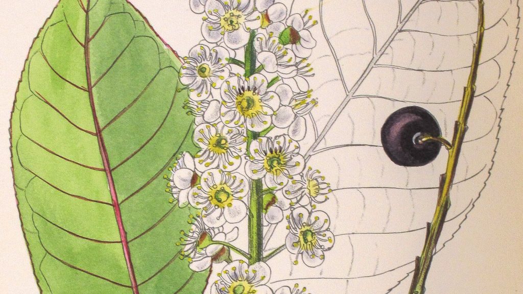 Prunus cornuta – Botanics Stories