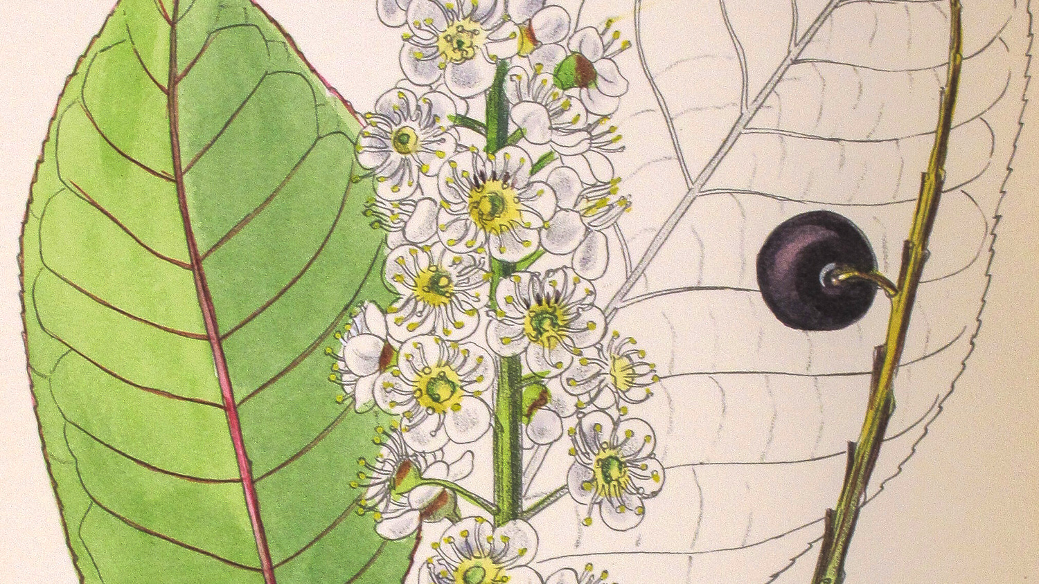 Prunus cornuta – Botanics Stories