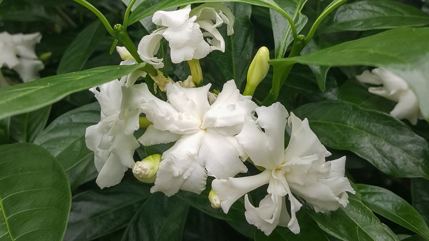 Tabernaemontana divaricata – Botanics Stories