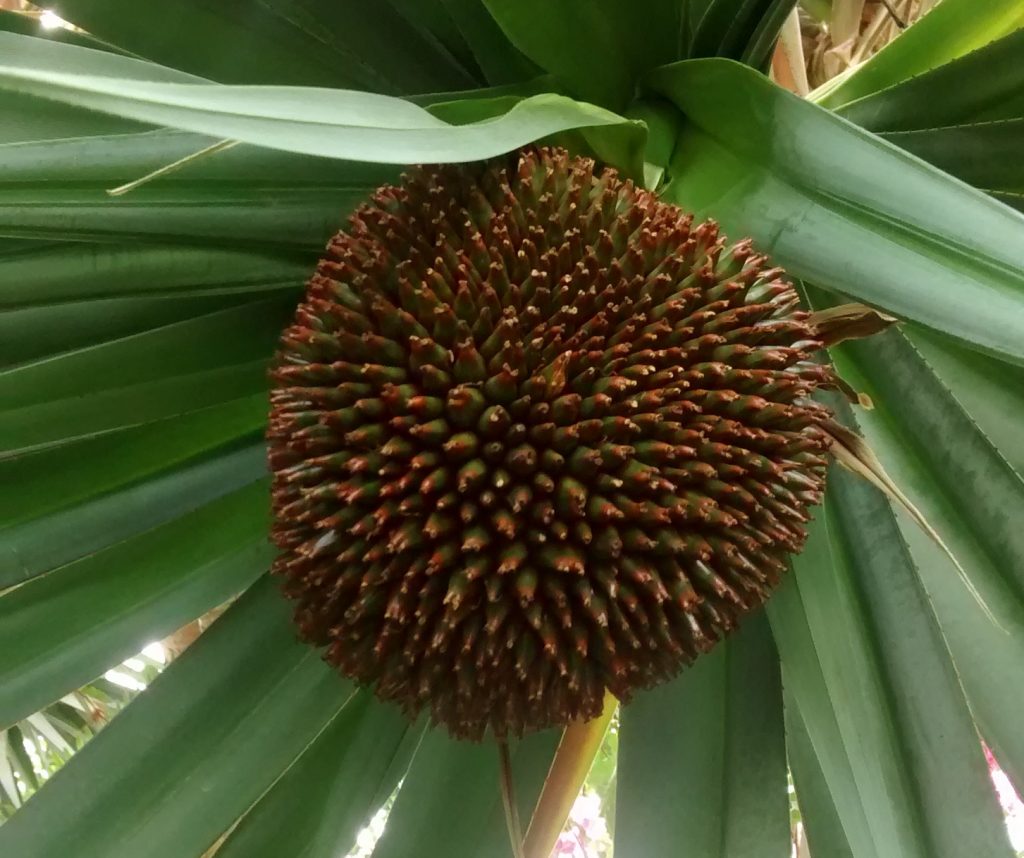 The Story of the Screw Pine – Botanics Stories