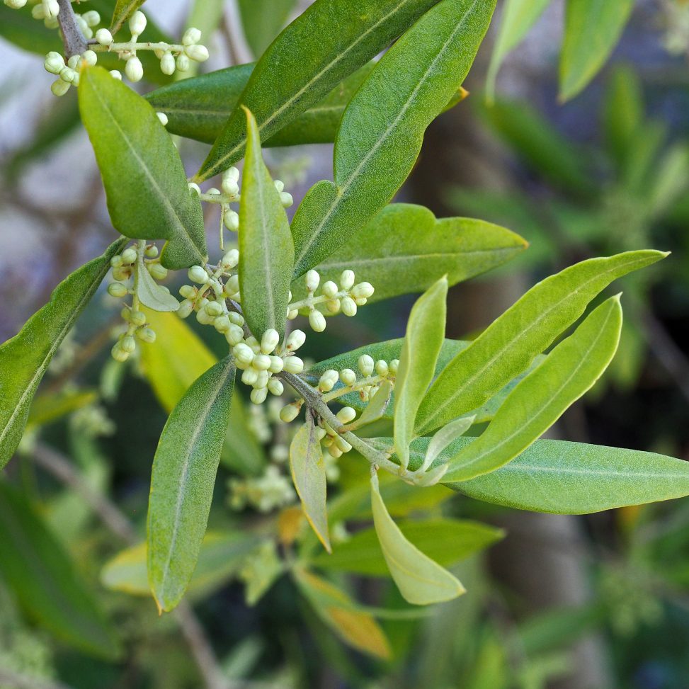 Tortoise & the Wisdom of the World – Botanics Stories