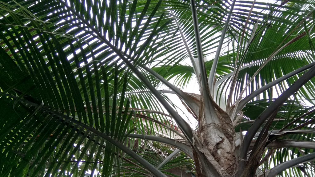 Ravenea glauca – Botanics Stories