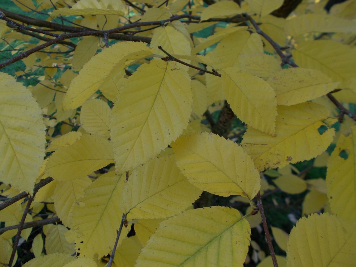 First frost and autumn colour – Botanics Stories