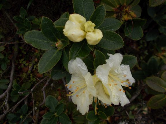 Out of season flowering in Rhododendron – Botanics Stories