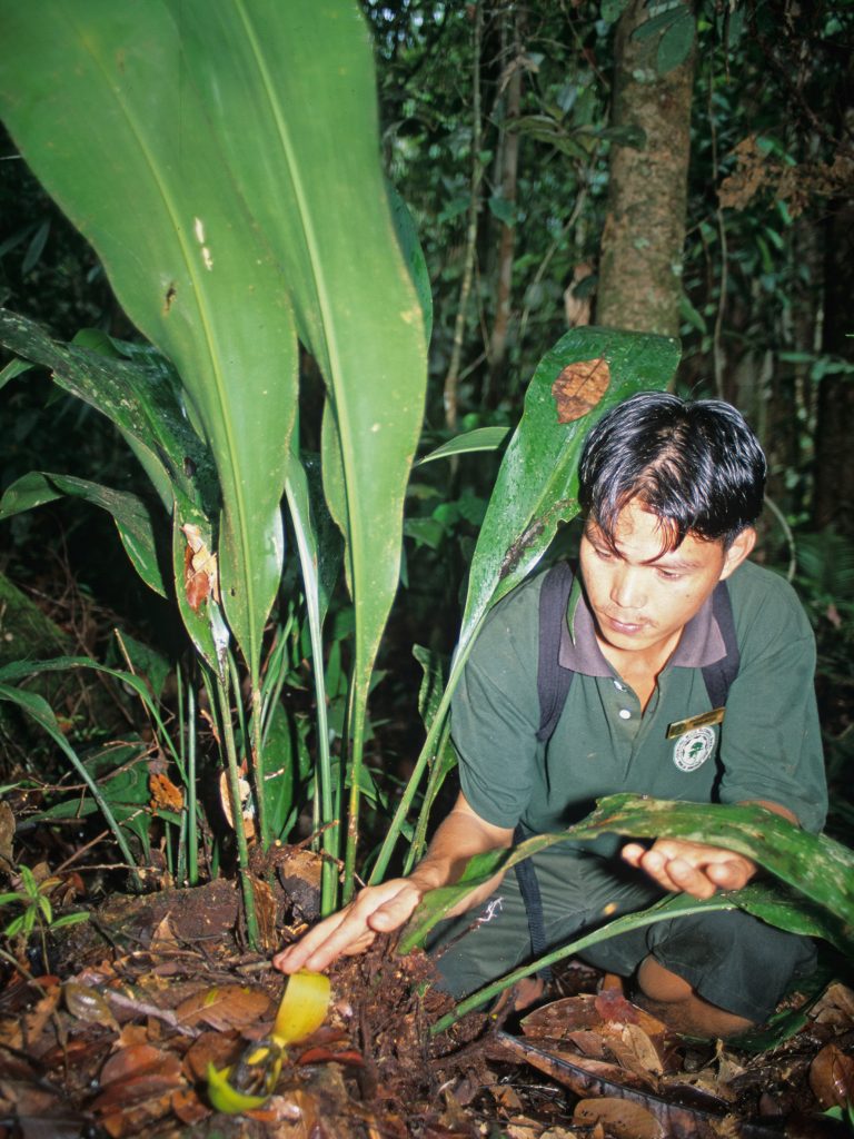 Strange smells in the rainforest understory – Botanics Stories