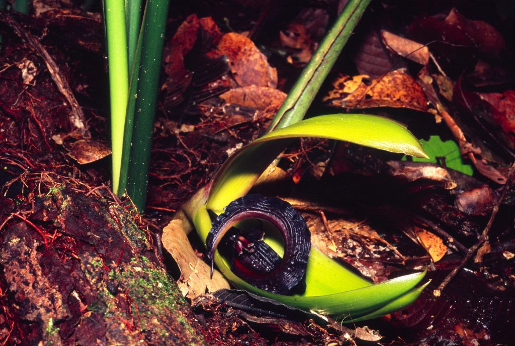 Strange smells in the rainforest understory – Botanics Stories